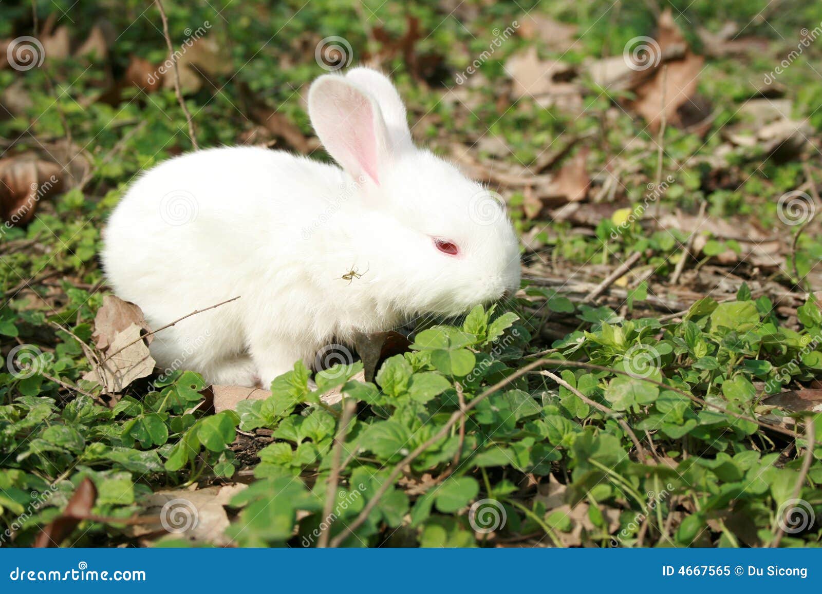 Mini Rabbit stock image. Image of coney, mini, rabbit - 4667565