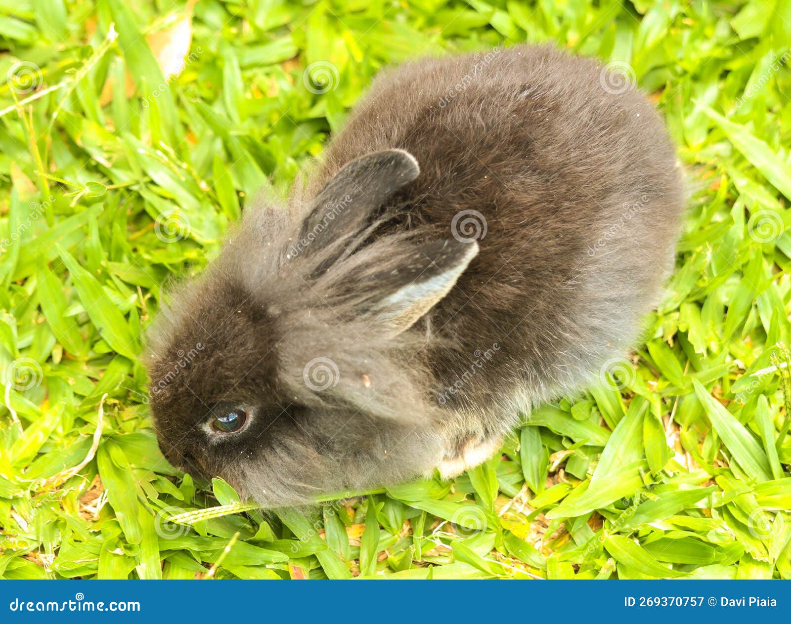 A mini rabbit in the grass stock image. Image of squirrel - 269370757