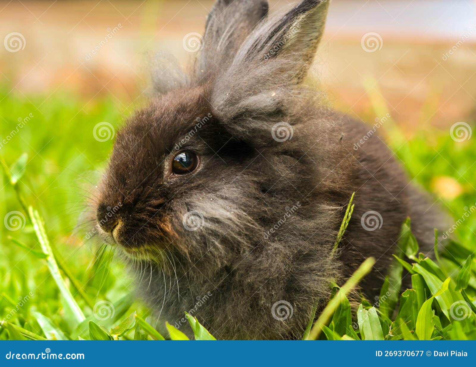Mini Rabbit Dutch Ram Sitting On A Wicker Basket Royalty-Free Stock ...