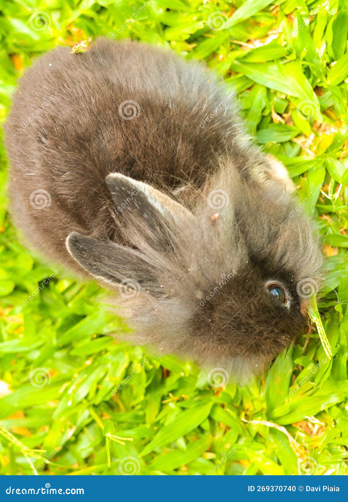 A mini rabbit in the grass stock photo. Image of grass - 269370740
