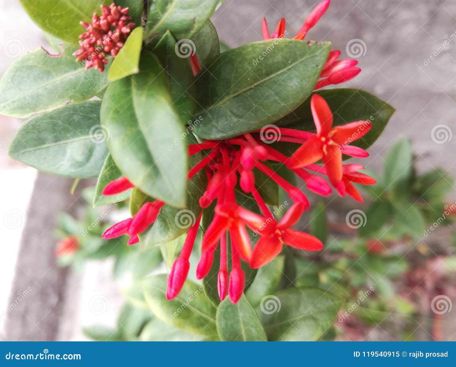 Red star stock image. Image of star, mini, rooftop, decorations - 119540915