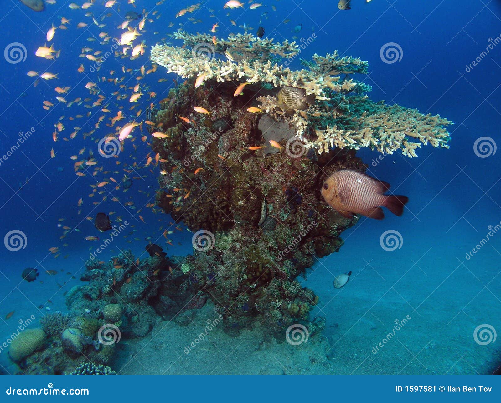 Mini Reef stock image. Image of fish, water, reef, underwater - 1597581