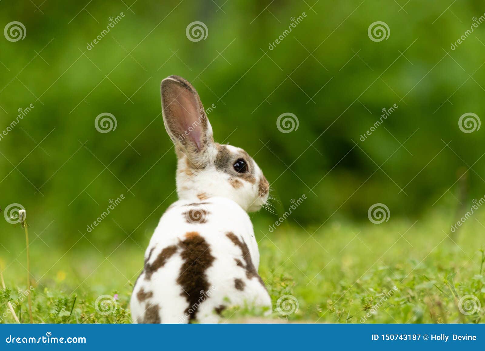 Mini Rex stock image. Image of small, spring, range - 150743187