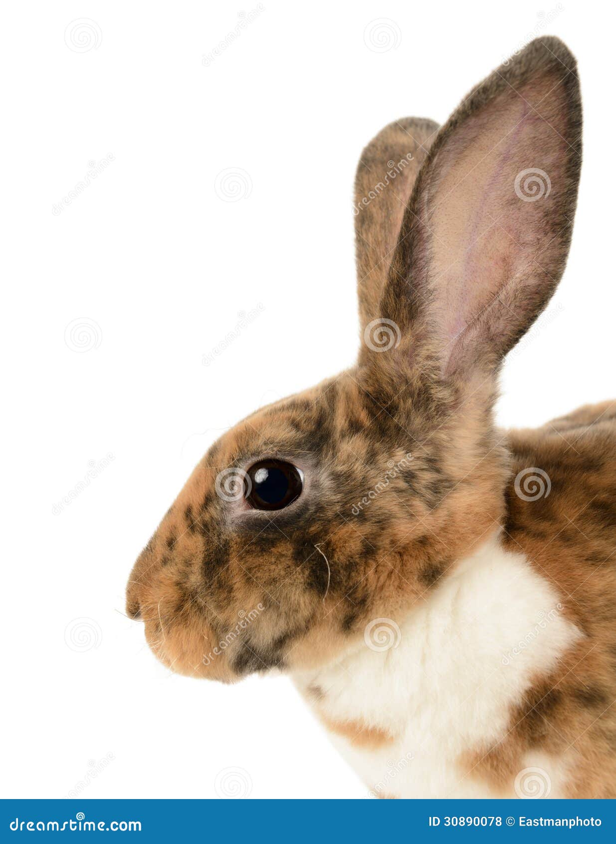 Mini Rex Rabbit foto de archivo. Imagen de fondo, liebres - 30890078