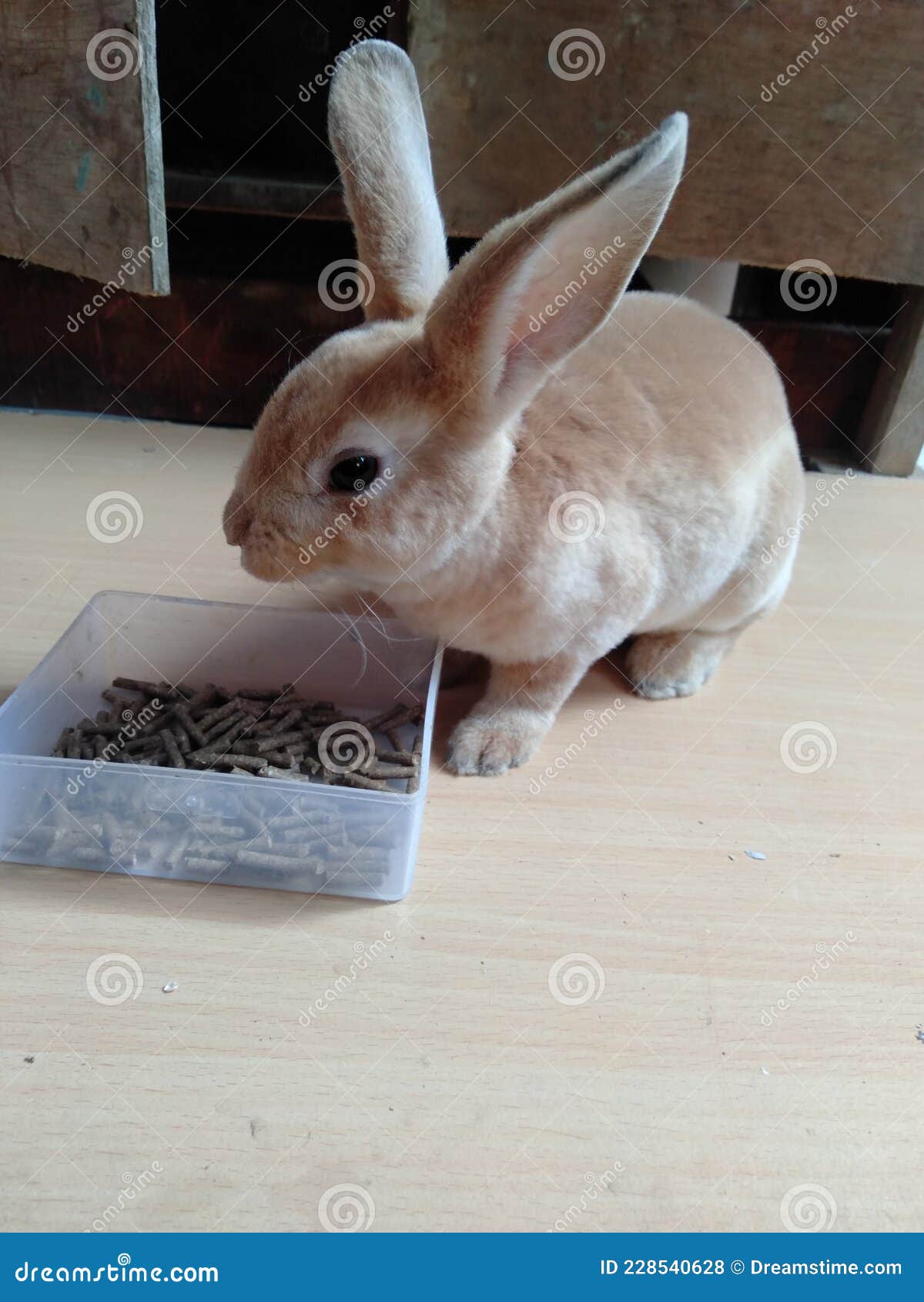 Mini Rex Rabbit Brown stock photo. Image of gerbil, rodent - 228540628