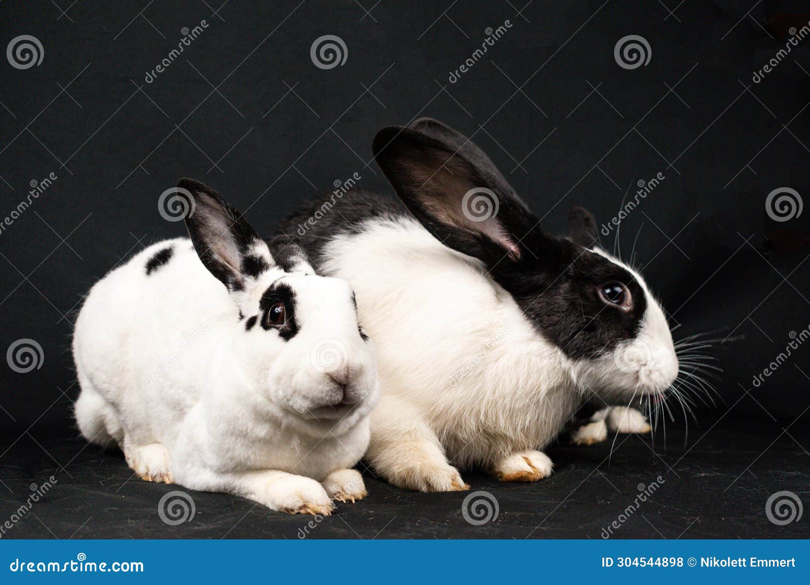Mini Rex Rabbit and Domesticated Rabbit, Isolated on Black Background ...