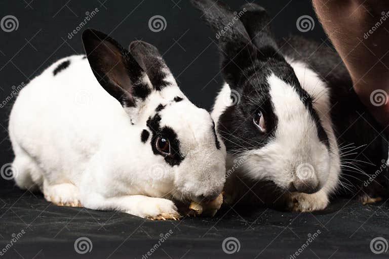 Mini Rex Rabbit and Domesticated Rabbit, Isolated on Black Background ...