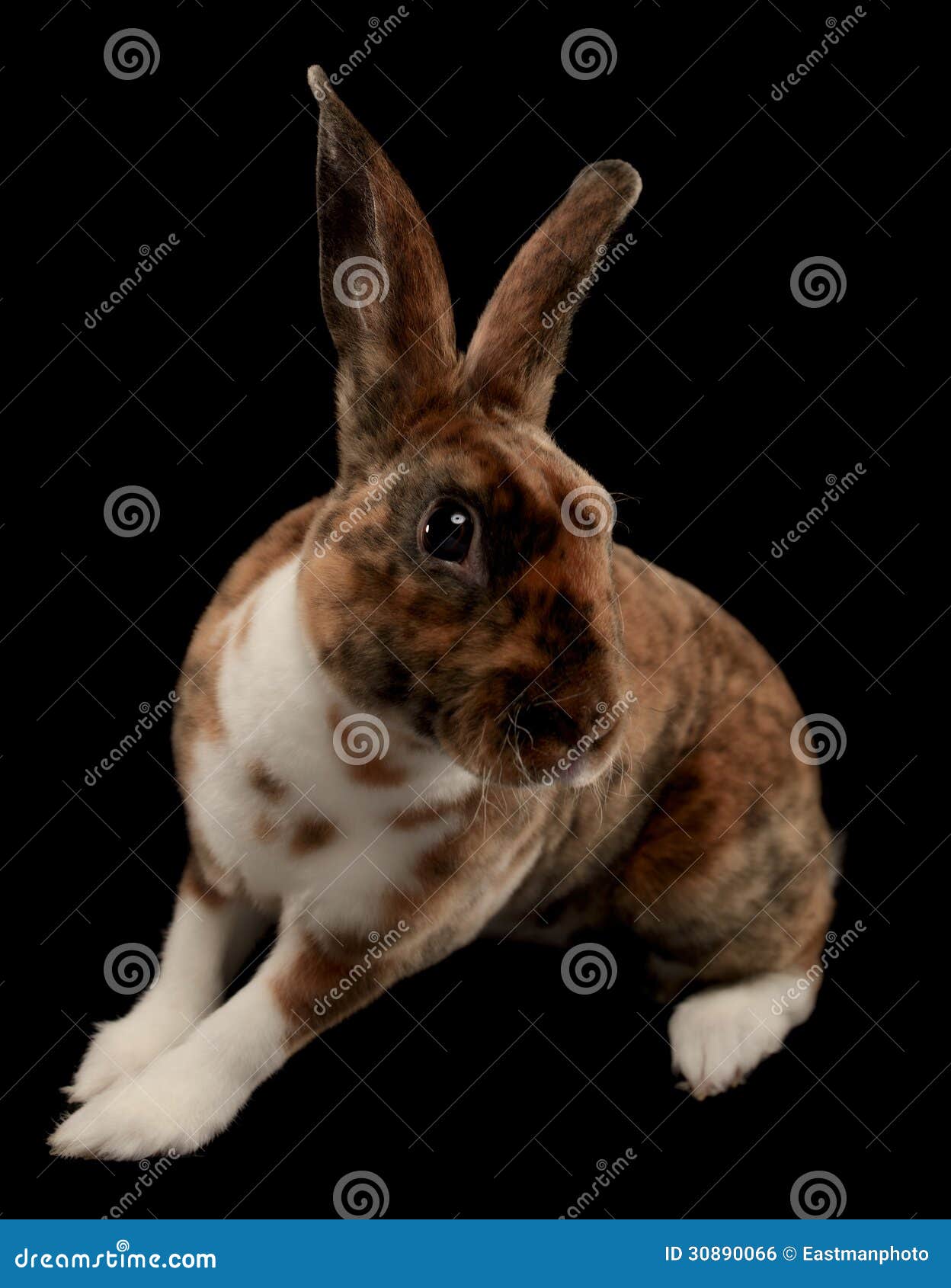 Brown Mini Rex Rabbits