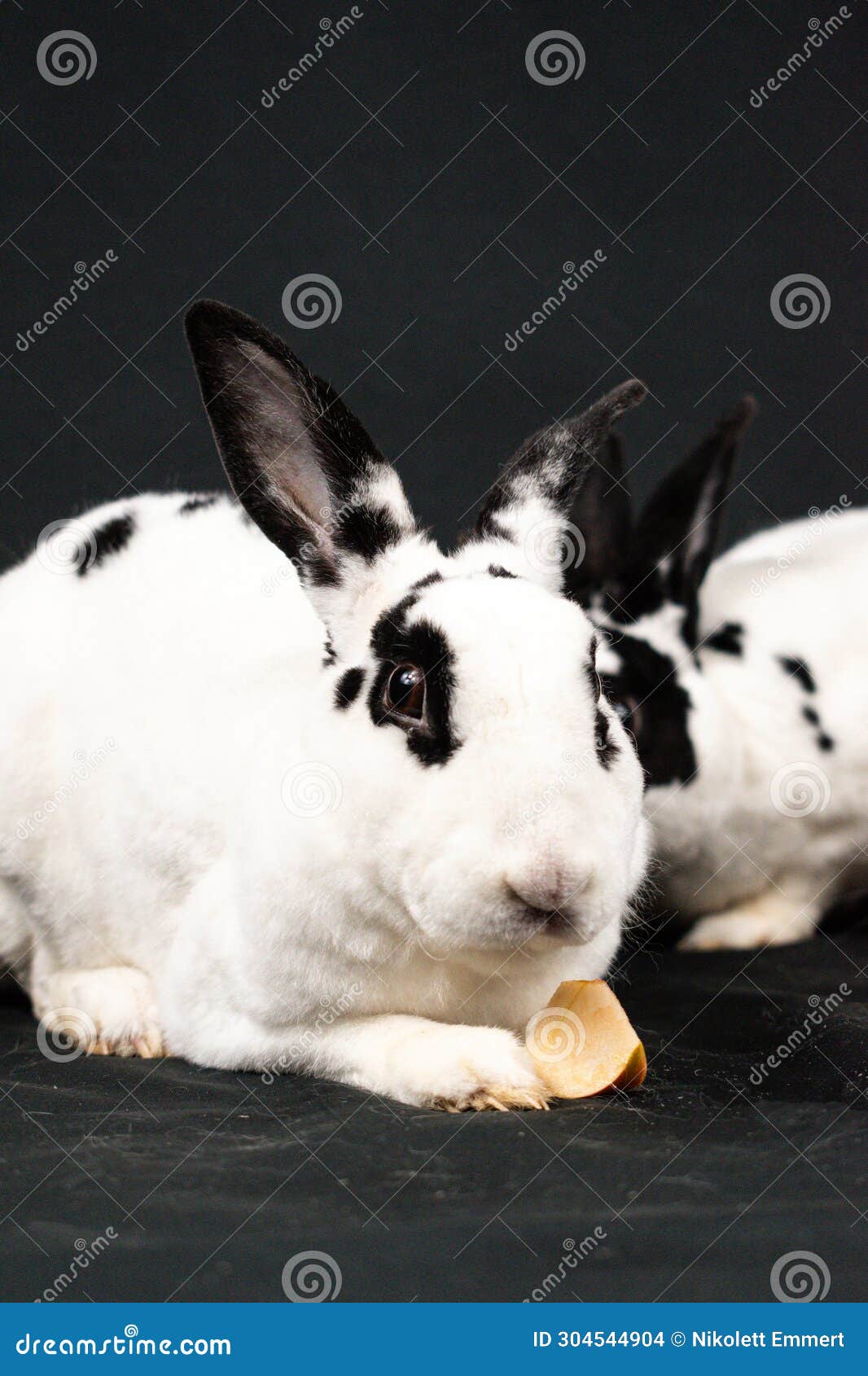Mini Rex Rabbit, Isolated on Black Background Stock Photo - Image of ...