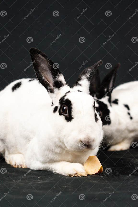 Mini Rex Rabbit, Isolated on Black Background Stock Photo - Image of ...
