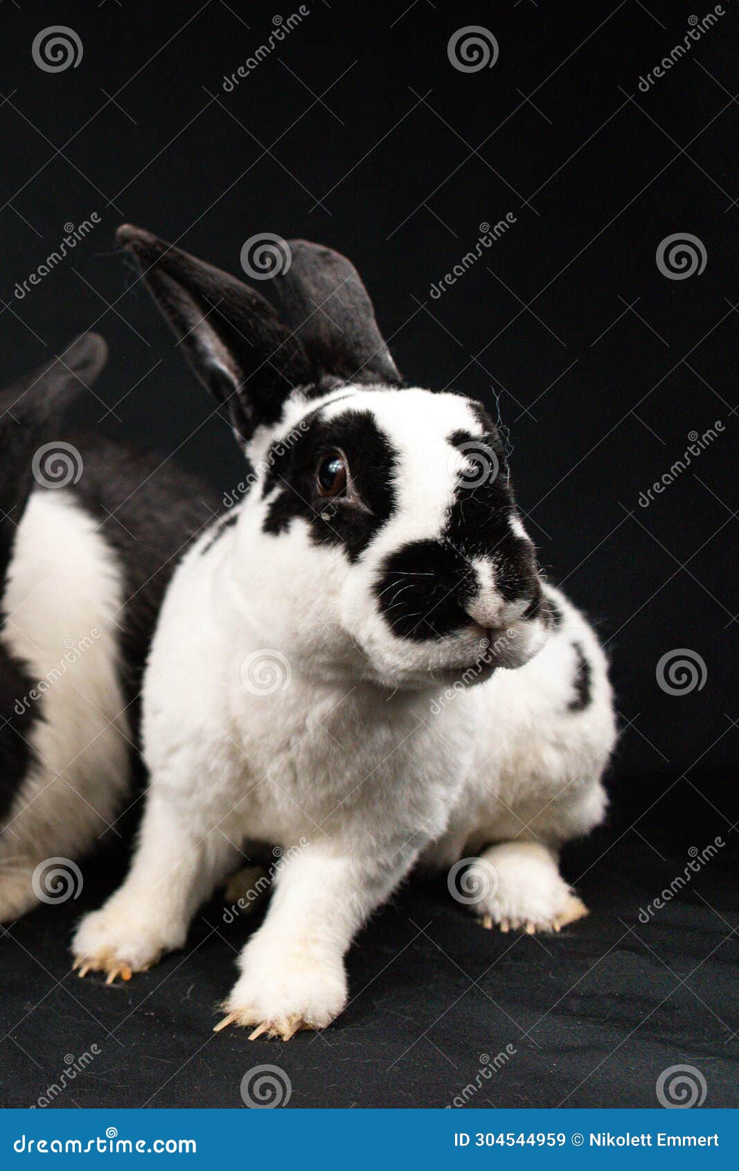 Mini Rex Rabbit, Isolated on Black Background Stock Image - Image of ...