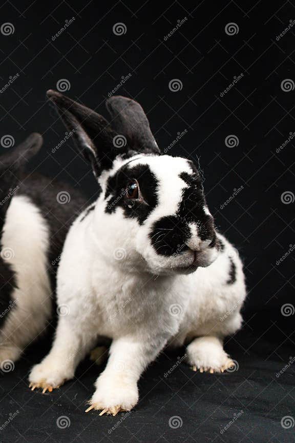 Mini Rex Rabbit, Isolated on Black Background Stock Image - Image of ...