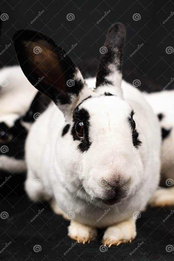 Mini Rex Rabbit, Isolated on Black Background Stock Photo - Image of ...