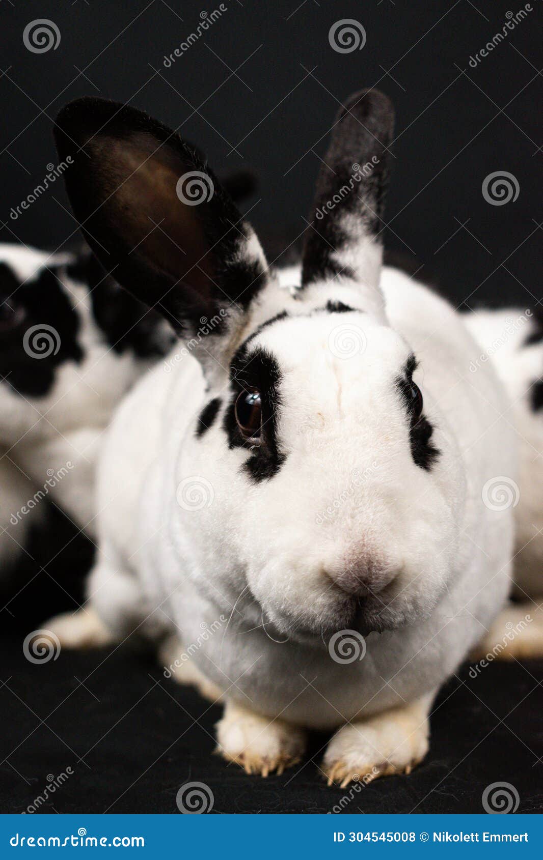 Mini Rex Rabbit, Isolated on Black Background Stock Photo - Image of ...