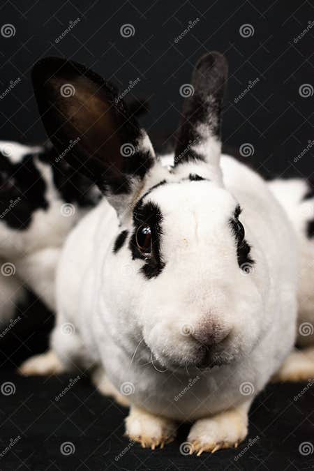 Mini Rex Rabbit, Isolated on Black Background Stock Photo - Image of ...