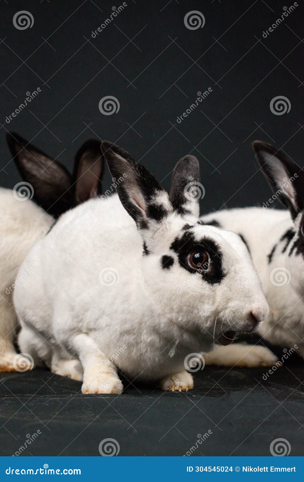 Mini Rex Rabbit, Isolated on Black Background Stock Photo - Image of ...