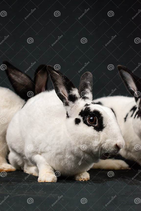 Mini Rex Rabbit, Isolated on Black Background Stock Photo - Image of ...