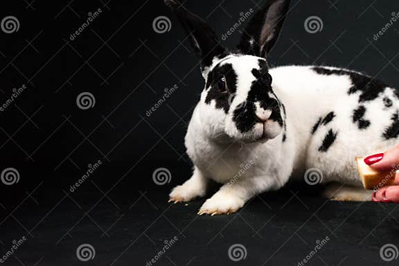 Mini Rex Rabbit, Isolated on Black Background Stock Image - Image of ...
