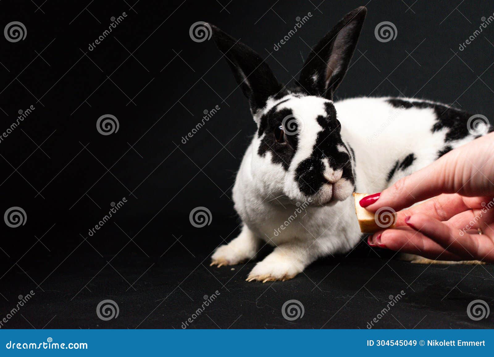 Mini Rex Rabbit, Isolated on Black Background Stock Image - Image of ...