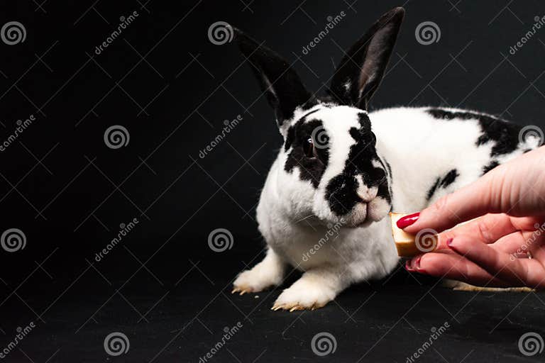 Mini Rex Rabbit, Isolated on Black Background Stock Image - Image of ...