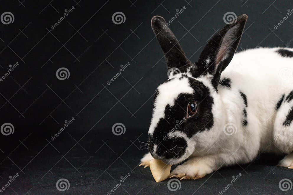 Mini Rex Rabbit, Isolated on Black Background Stock Image - Image of ...