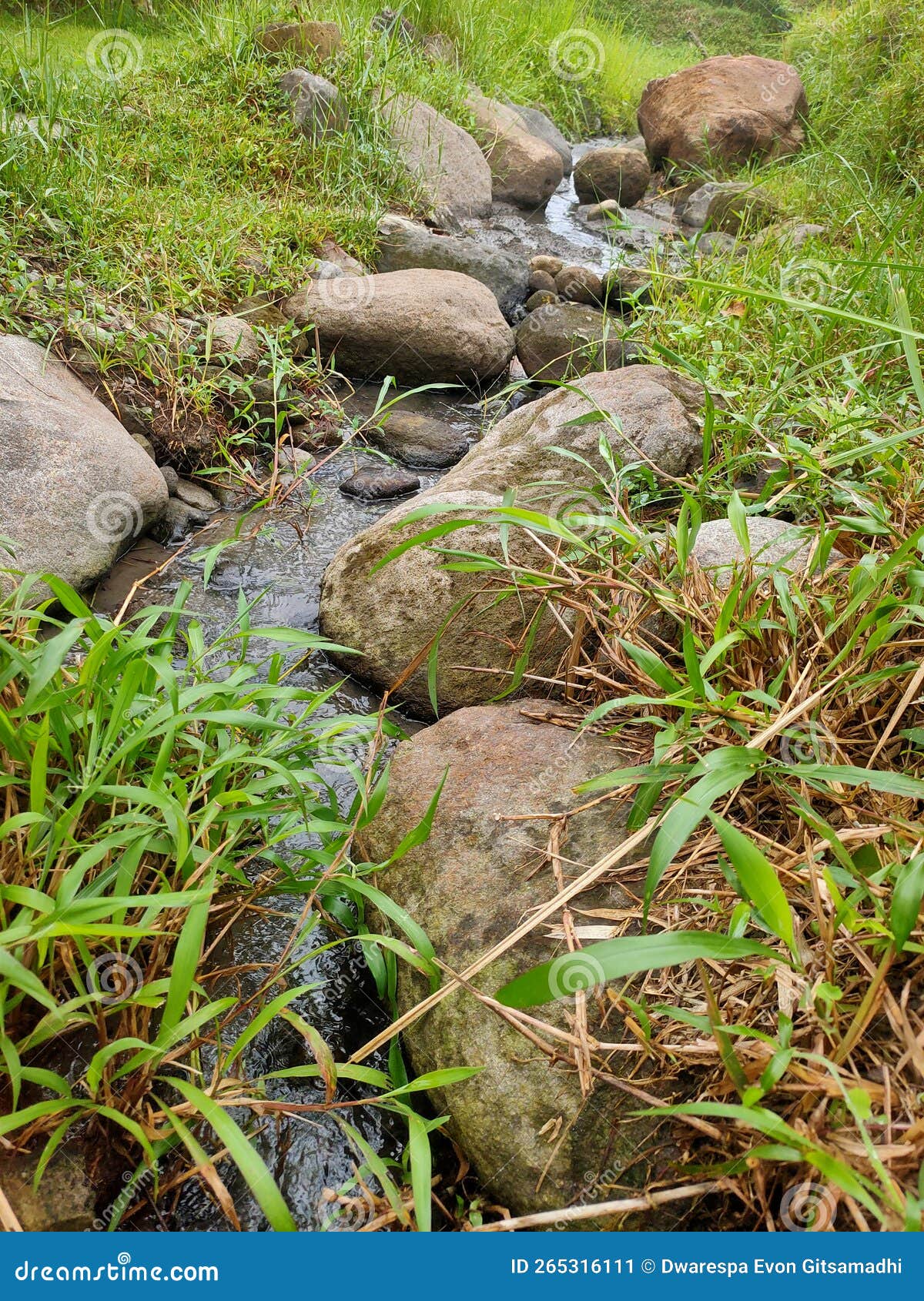 Mini river stone stock image. Image of green, jungle - 265316111