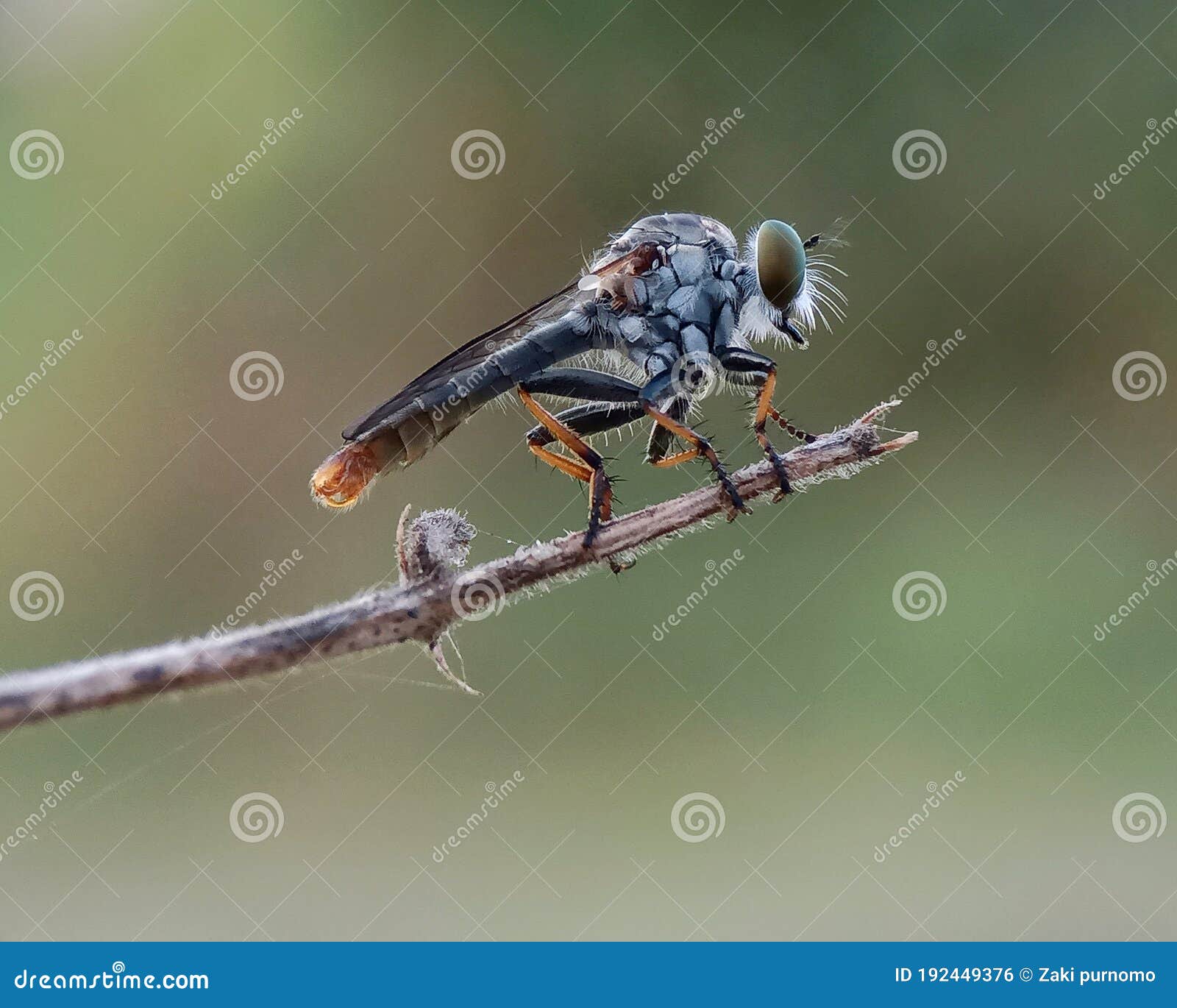 Mini robber fly stock photo. Image of insect, mini, animal - 192449376