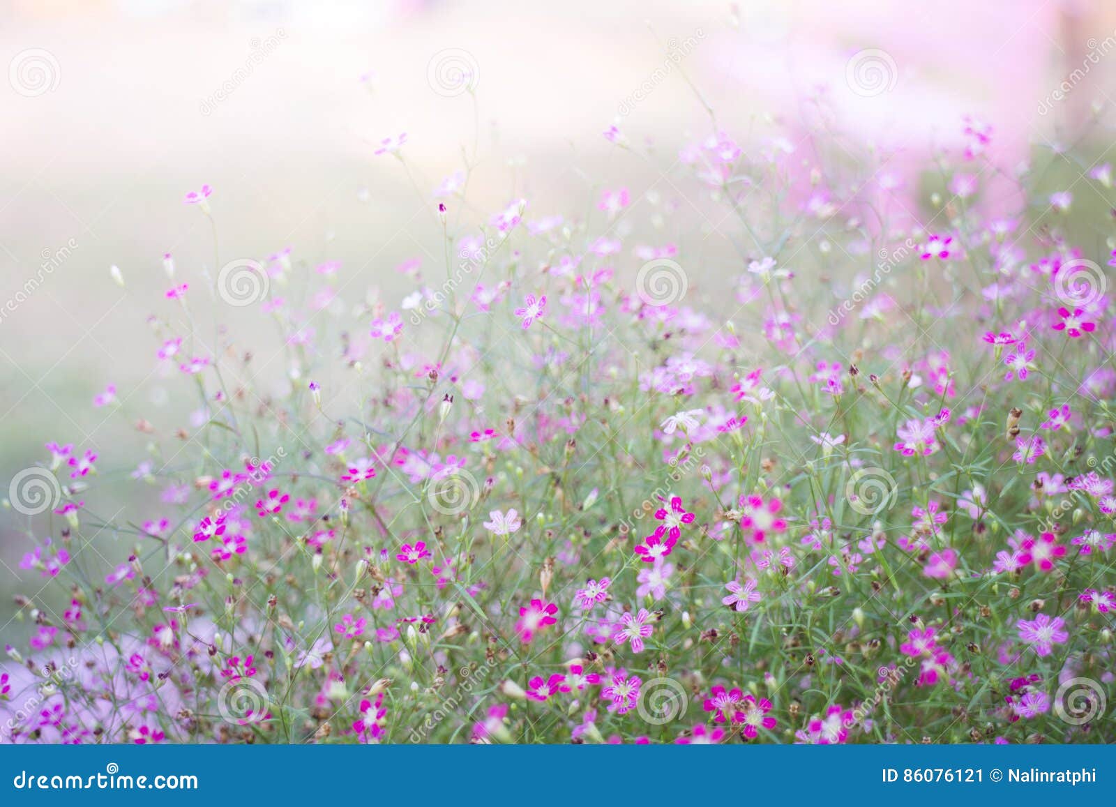 Mini Romantic Pink Spring Flowers Stock Image - Image of comfortable ...