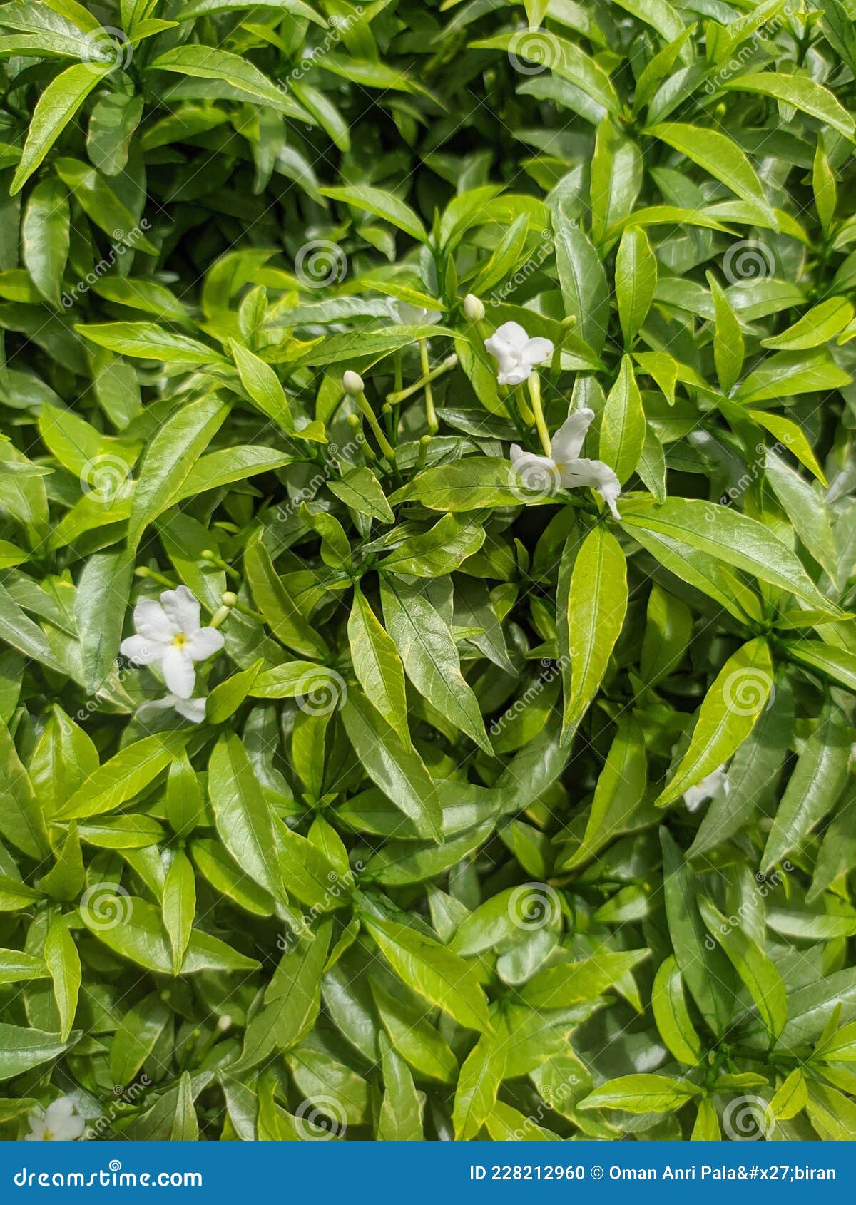 Rombusa Flowers stock photo. Image of double, flowers - 228212960