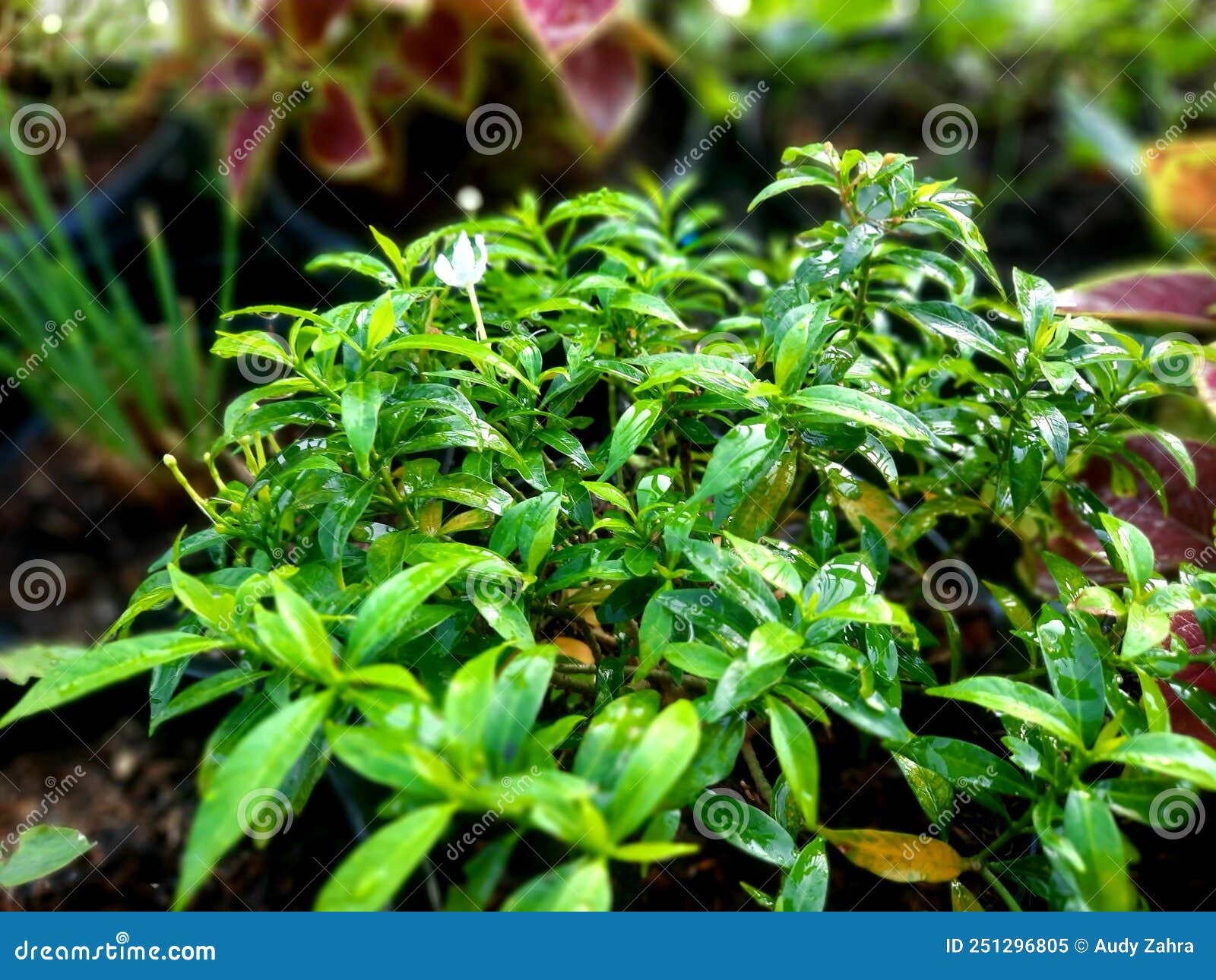 Mini rombusa flowers editorial image. Image of vegetable - 251296805