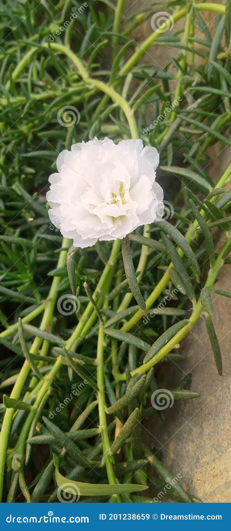 Mini Rosaleda Blanca Del Flower&white Imagen de archivo - Imagen de ...