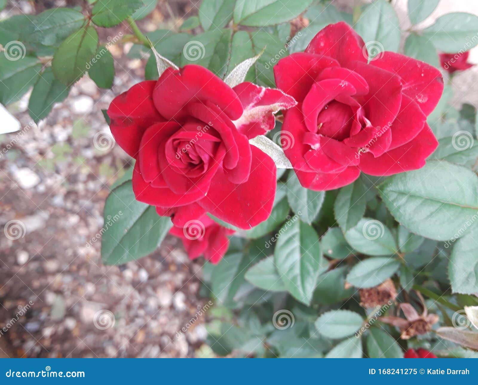 Mini rosas rojas imagen de archivo. Imagen de mini, rosas - 168241275