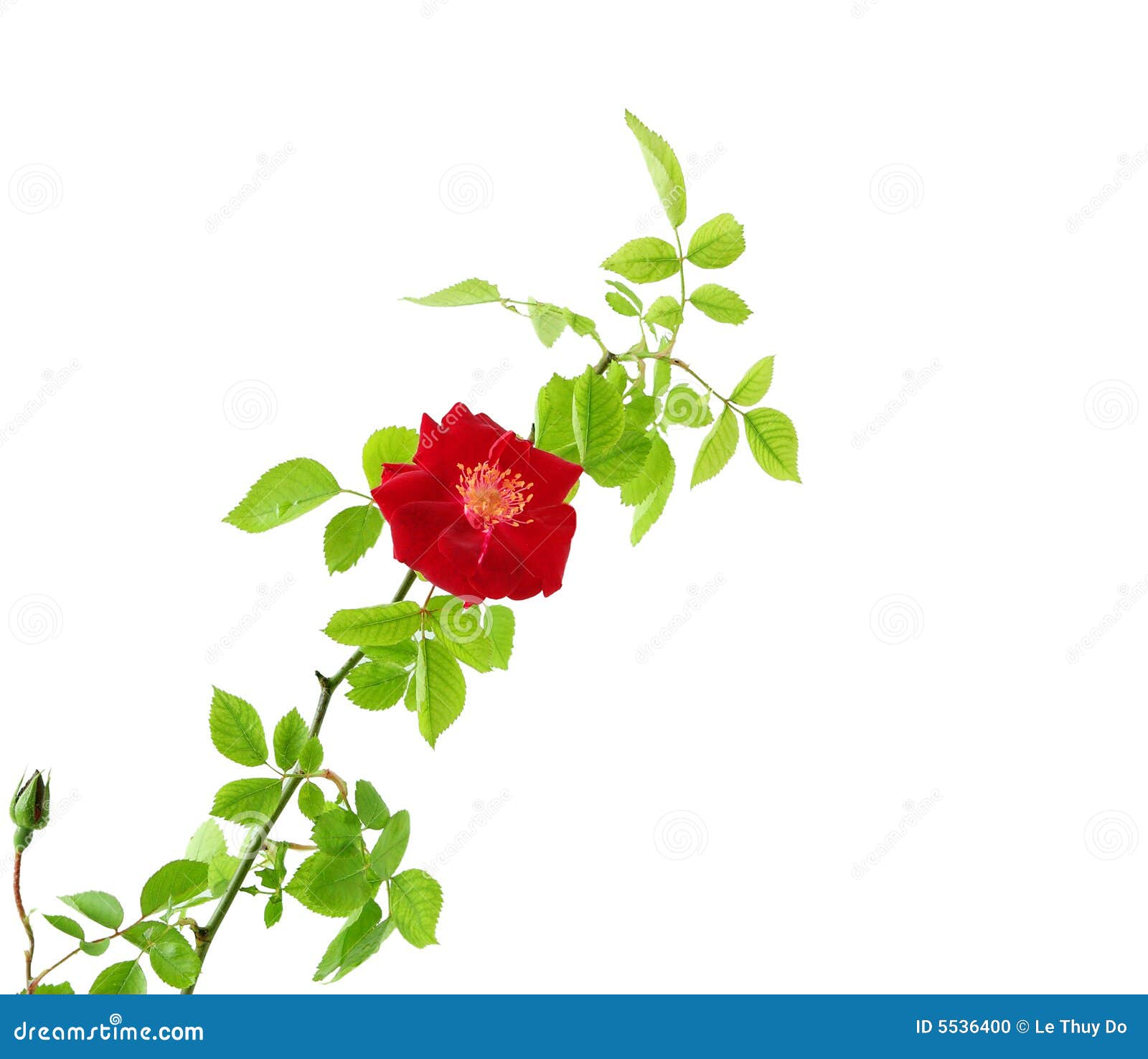 Mini Rose stock photo. Image of floral, white, nature - 5536400