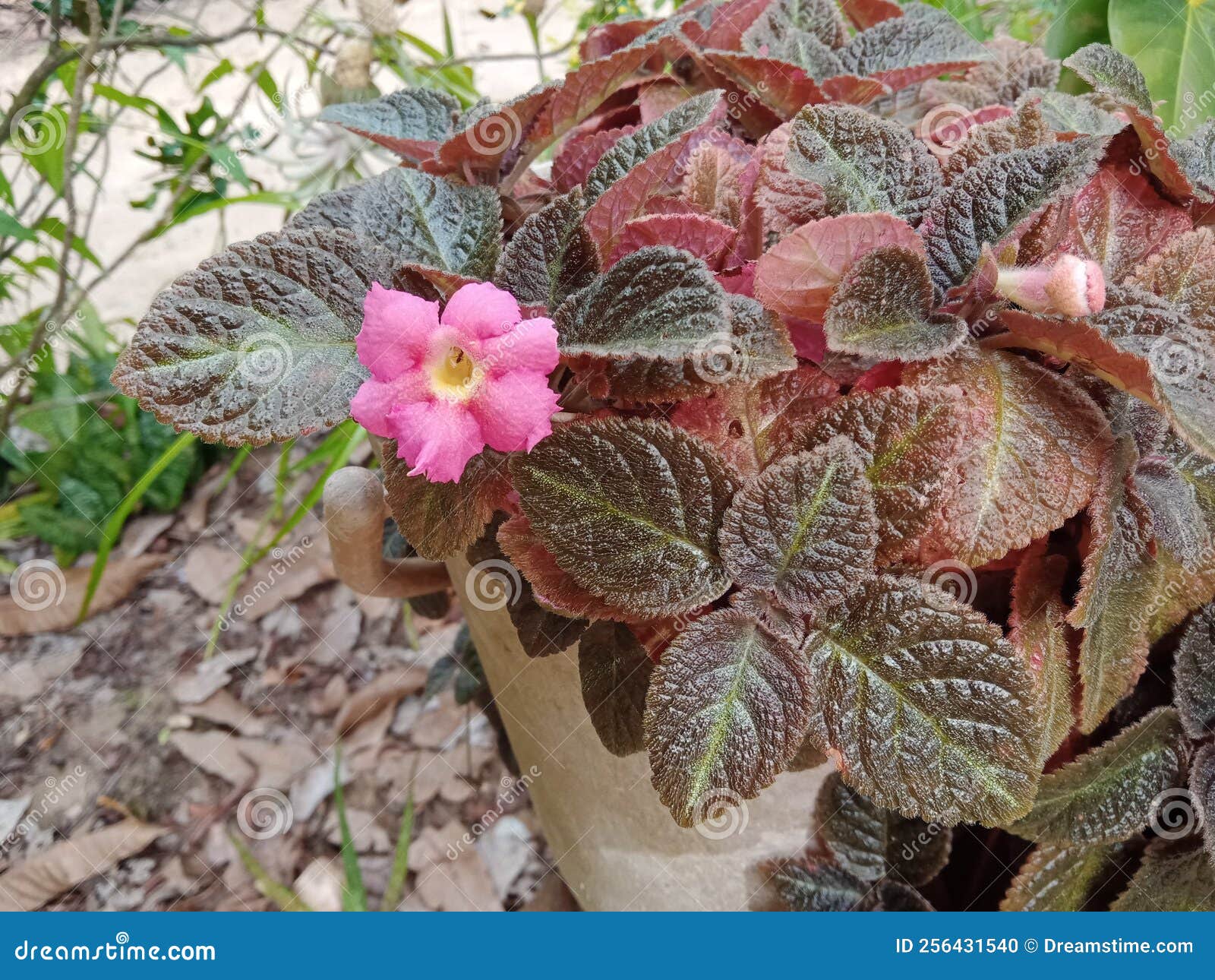 Mini Rose flower stock photo. Image of branch, rose - 256431540