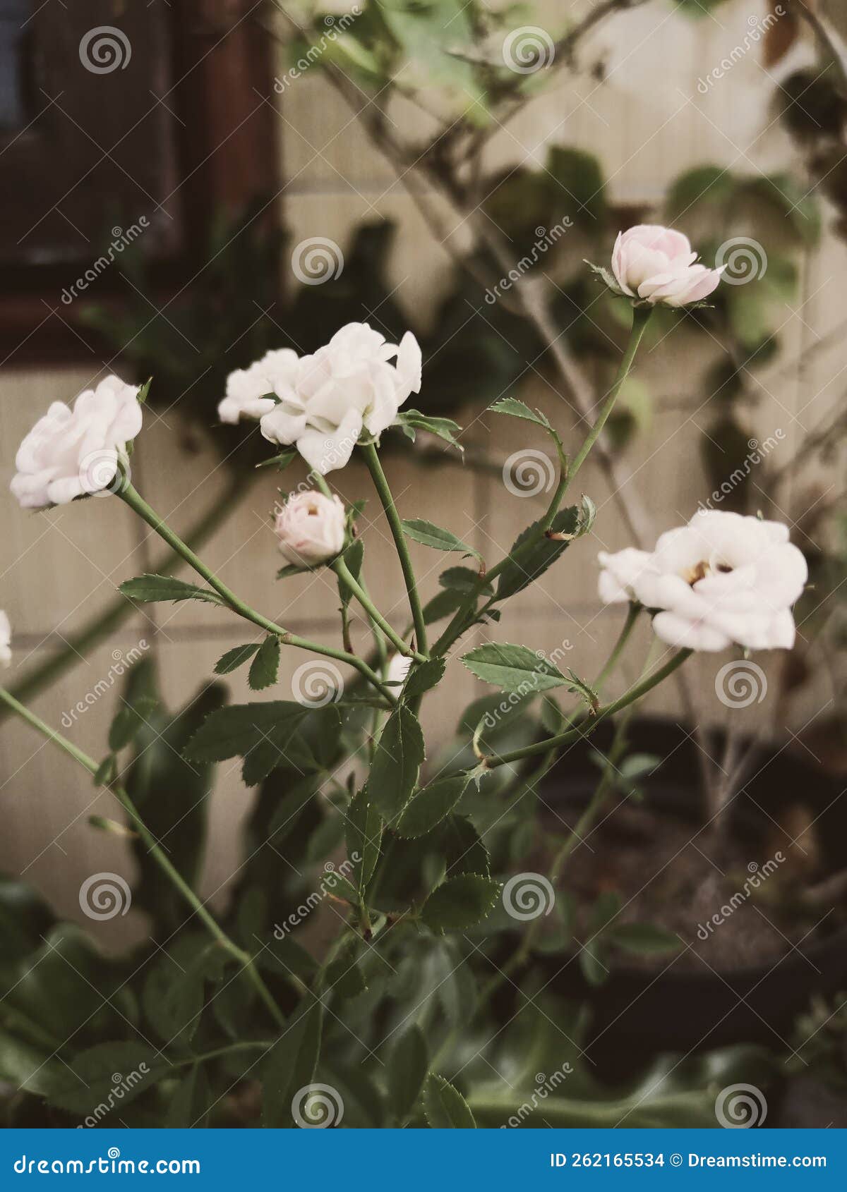 Mini Rose Flower is Nice Bester Flower with Mini Size when it Bloom it ...