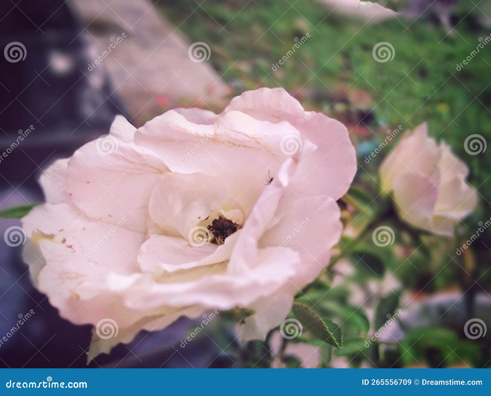 Mini rose stock image. Image of petal, mini, rose, plant - 265556709
