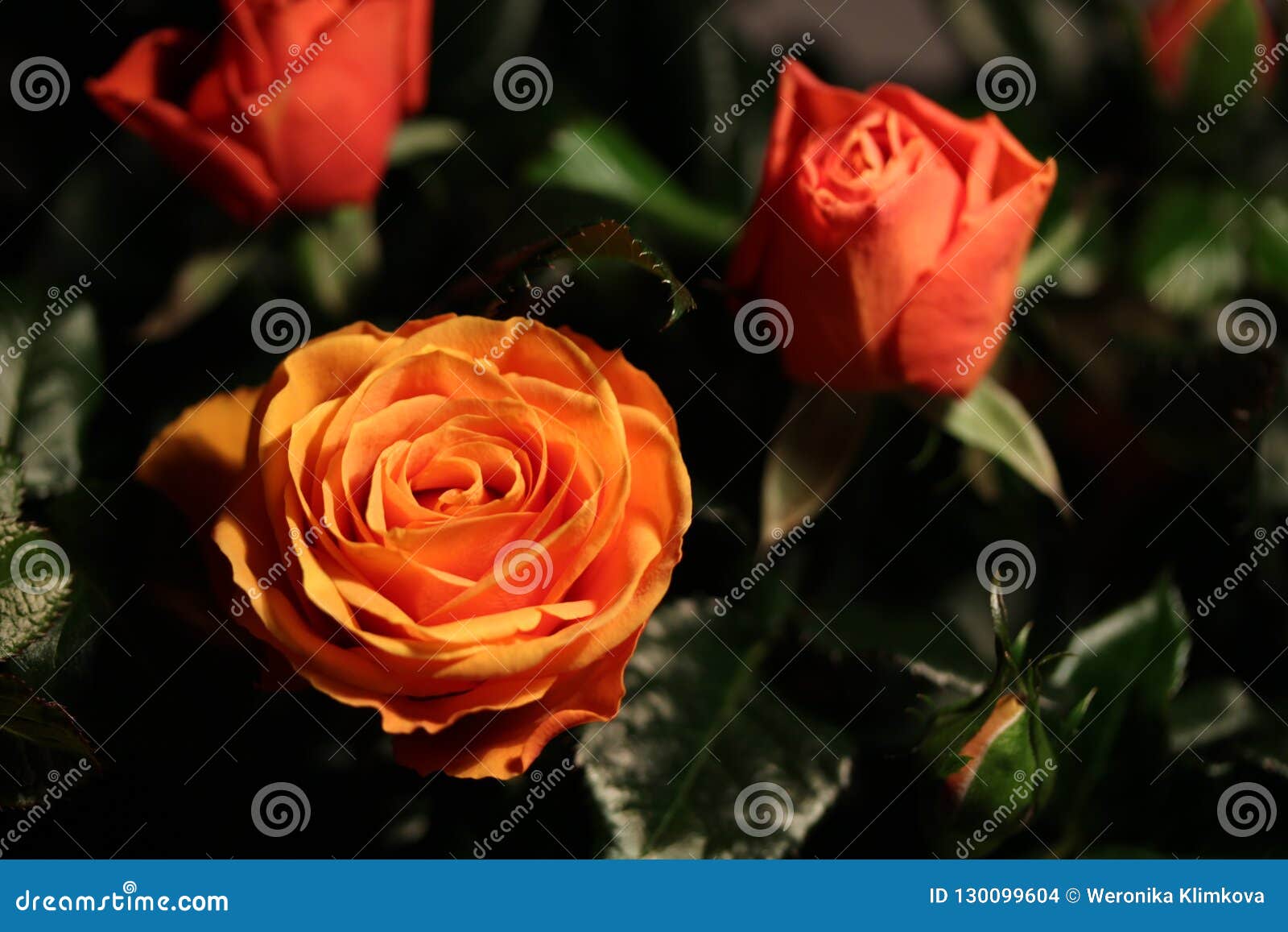 Mini roses stock photo. Image of colorful, plant, color - 130099604