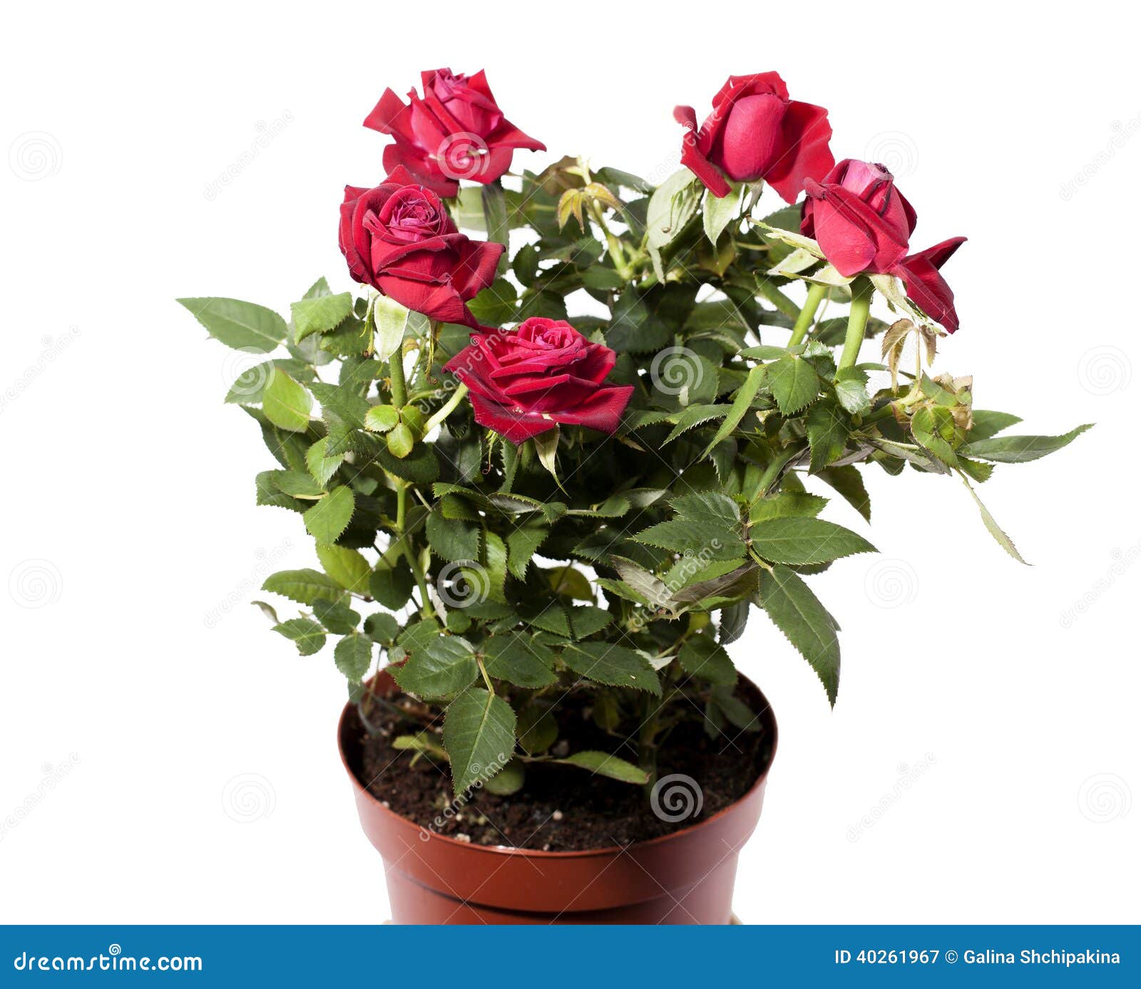 Mini roses stock image. Image of mini, maroon, rose, care - 40261967