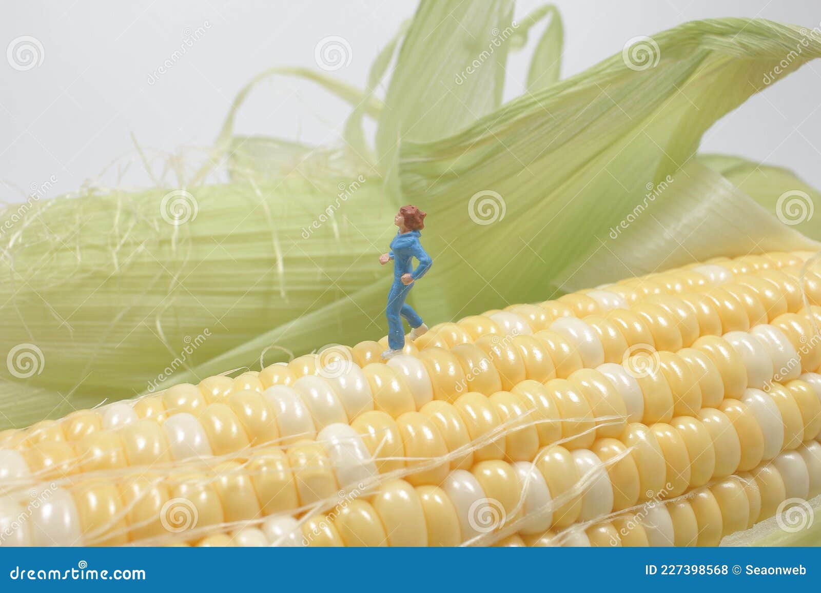 A Mini Runner Run on the Corn Stock Photo - Image of runner, boys ...