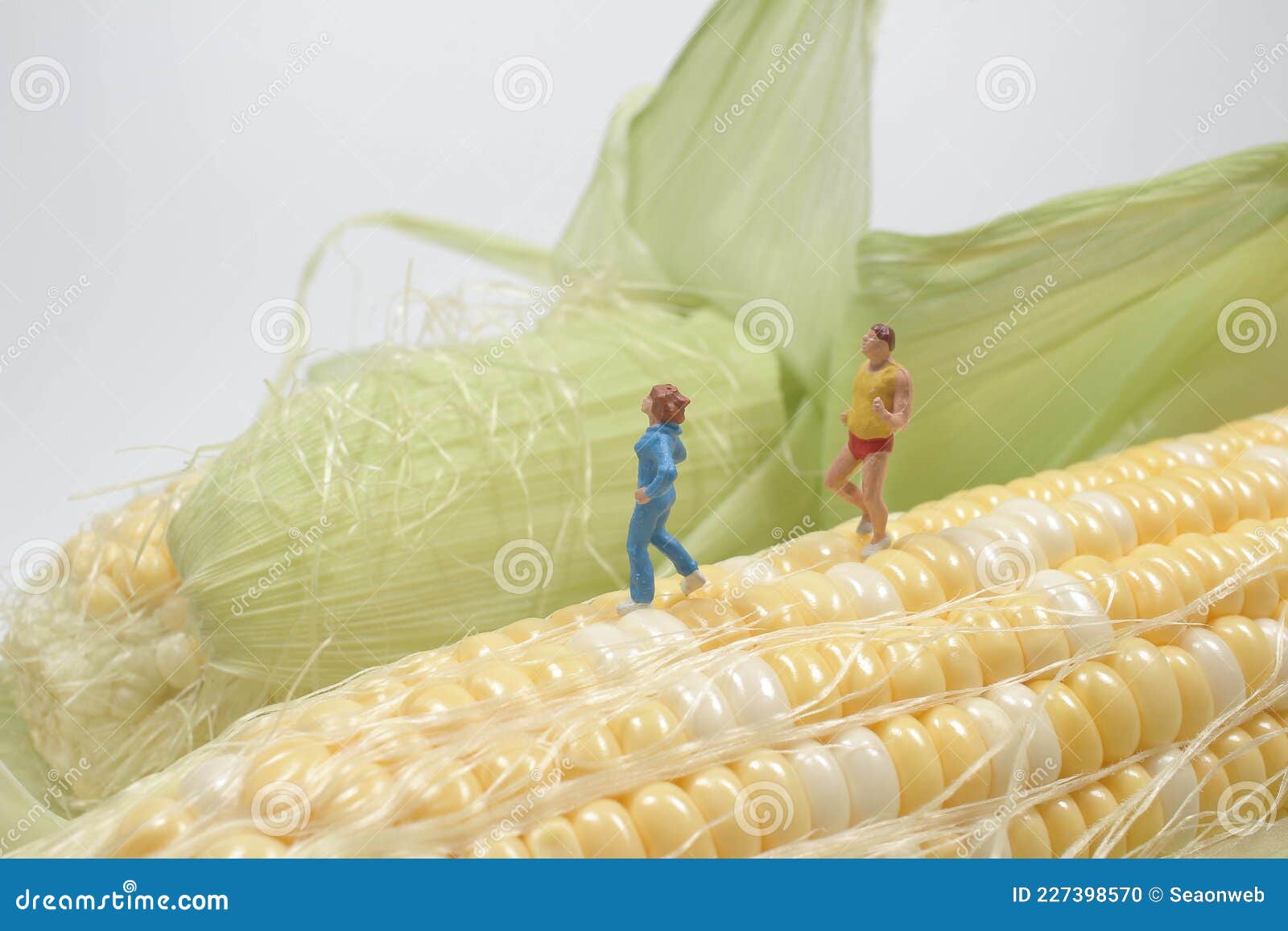 A Mini Runner Run on the Corn Stock Photo - Image of runner, curve ...