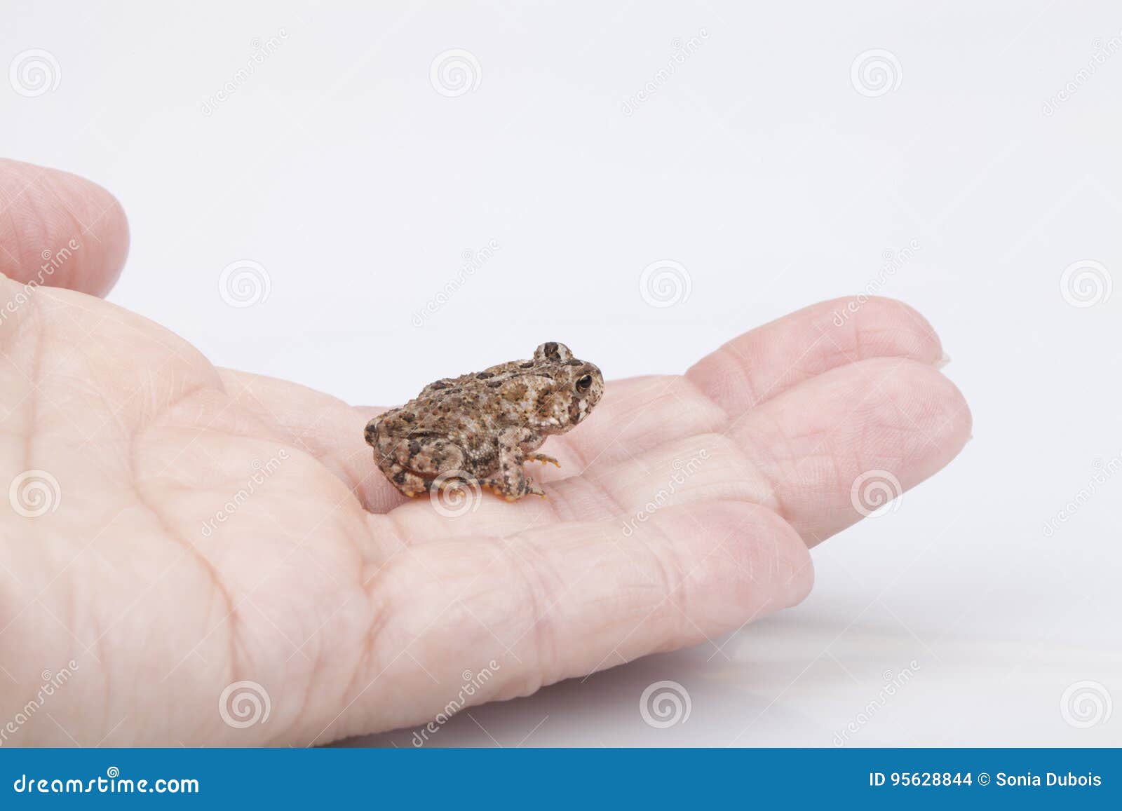 Mini sapo foto de archivo. Imagen de fauna, superficie - 95628844