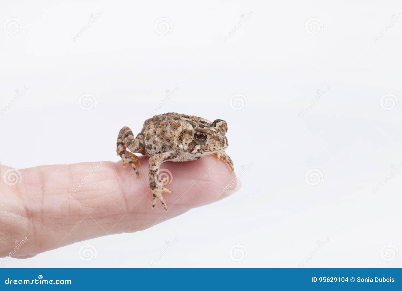 Mini sapo foto de stock. Imagem de mini, ninguém, fauna - 95629104
