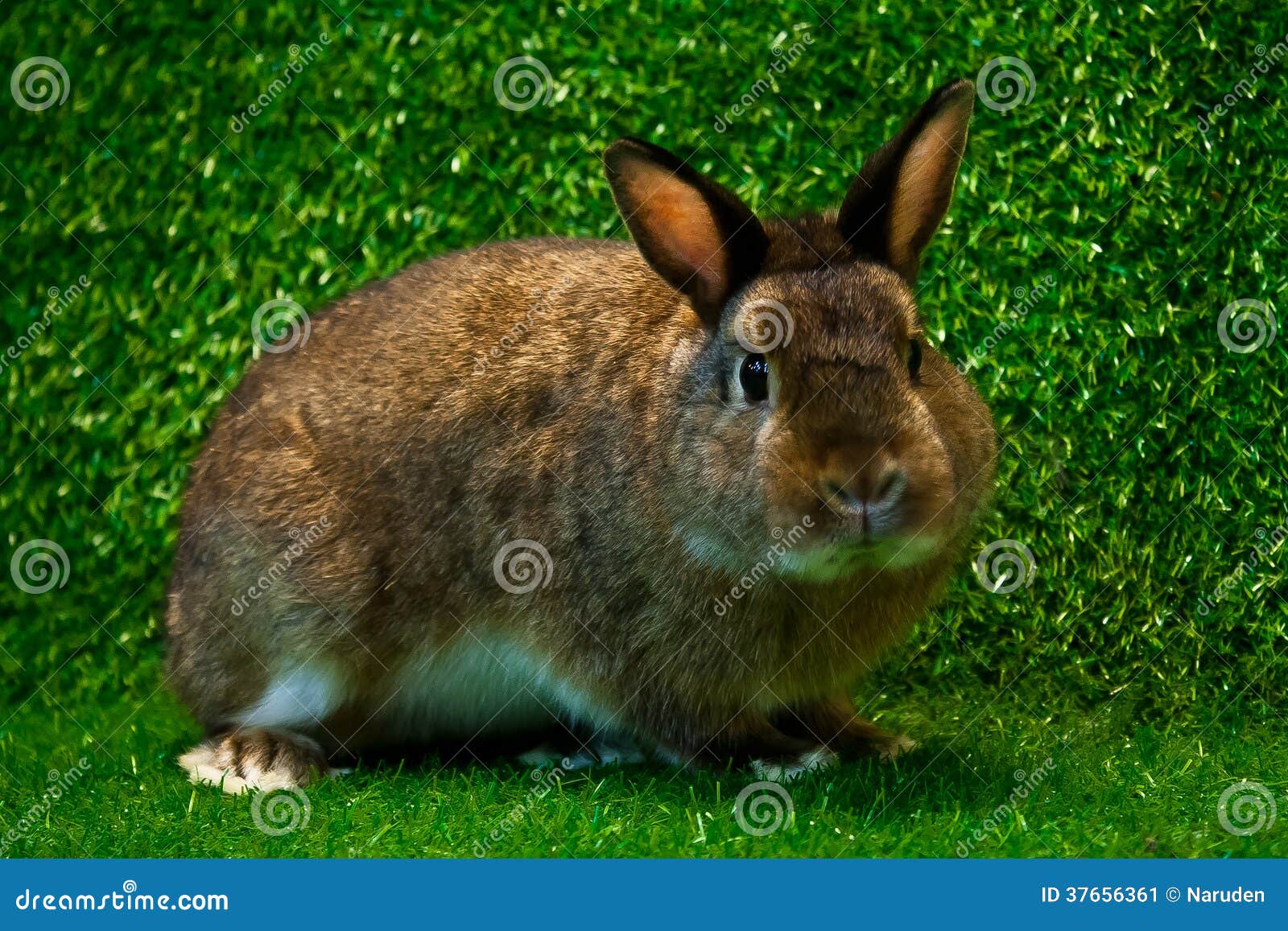 Mini satin stock image. Image of animal, ears, pose, camera - 37656361