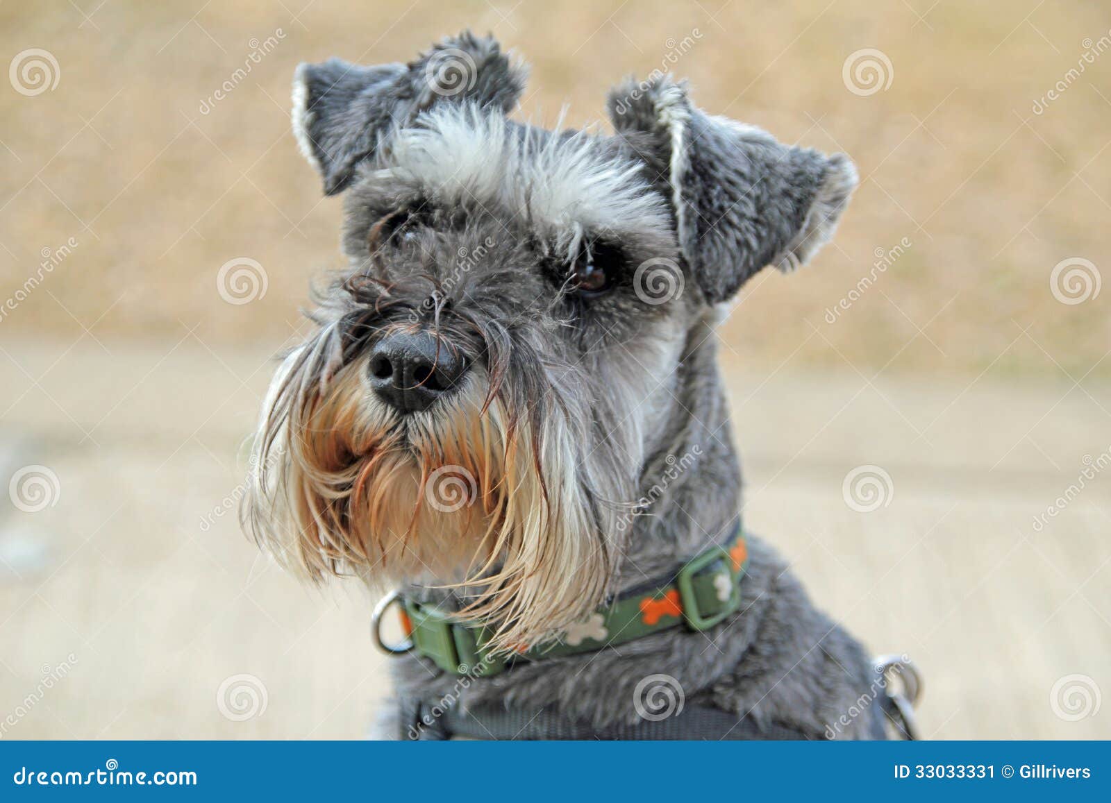 Mini Schnauzer stock image. Image of dogs, pets, industries - 33033331