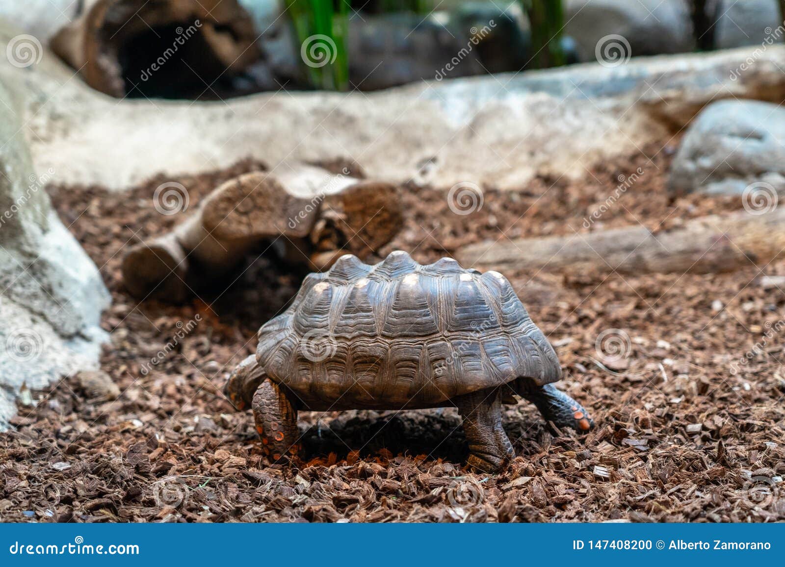 Mini-serre De Tortue De Tortue Dans Le Zoo Barcelone Image éditorial ...