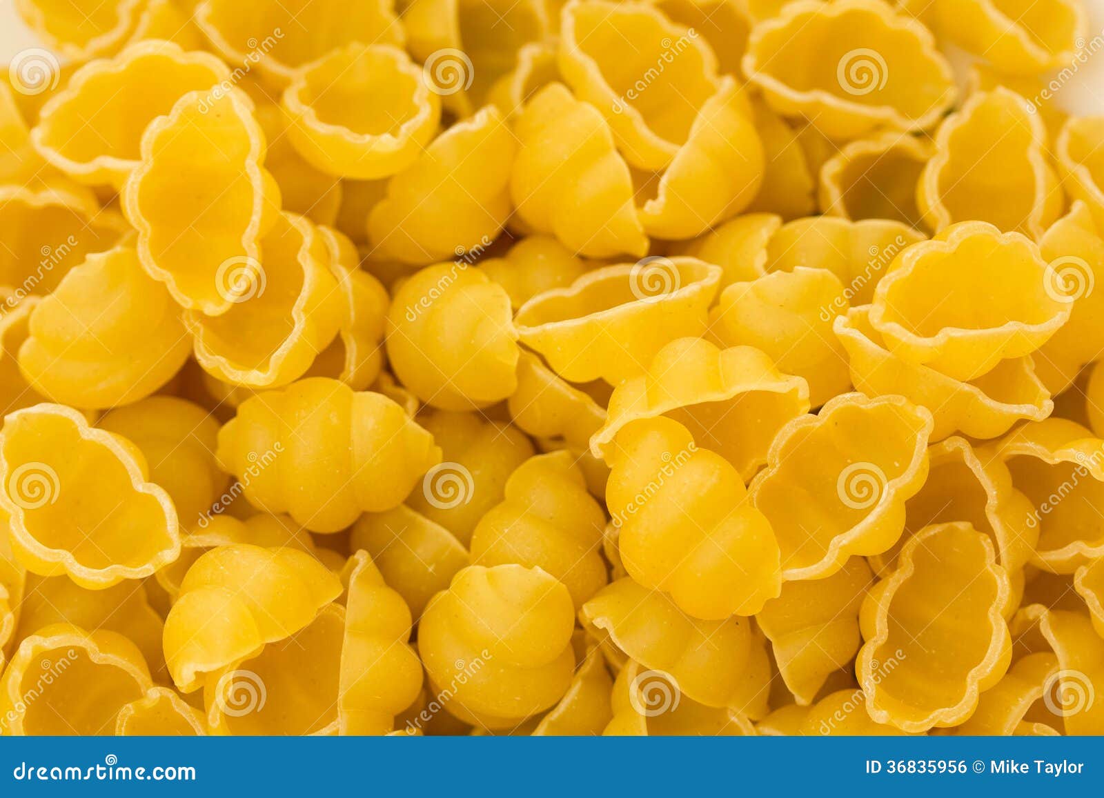 Mini Shell Pasta Close Up stock photo. Image of macro - 36835956