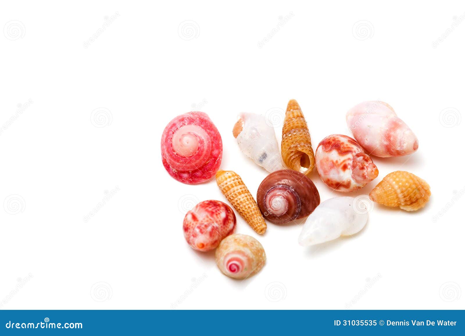 Mini shells stock image. Image of baby, studio, shell - 31035535