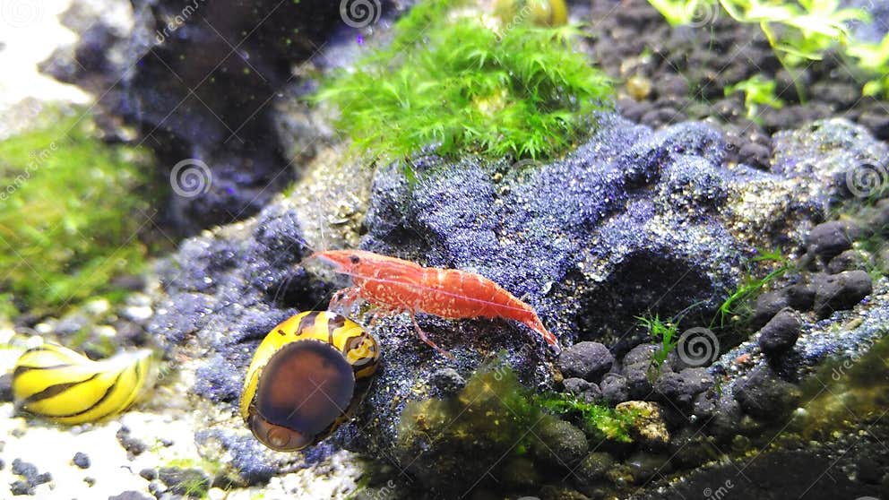 Mini shrimp in aquarium stock image. Image of fish, reef - 262753099