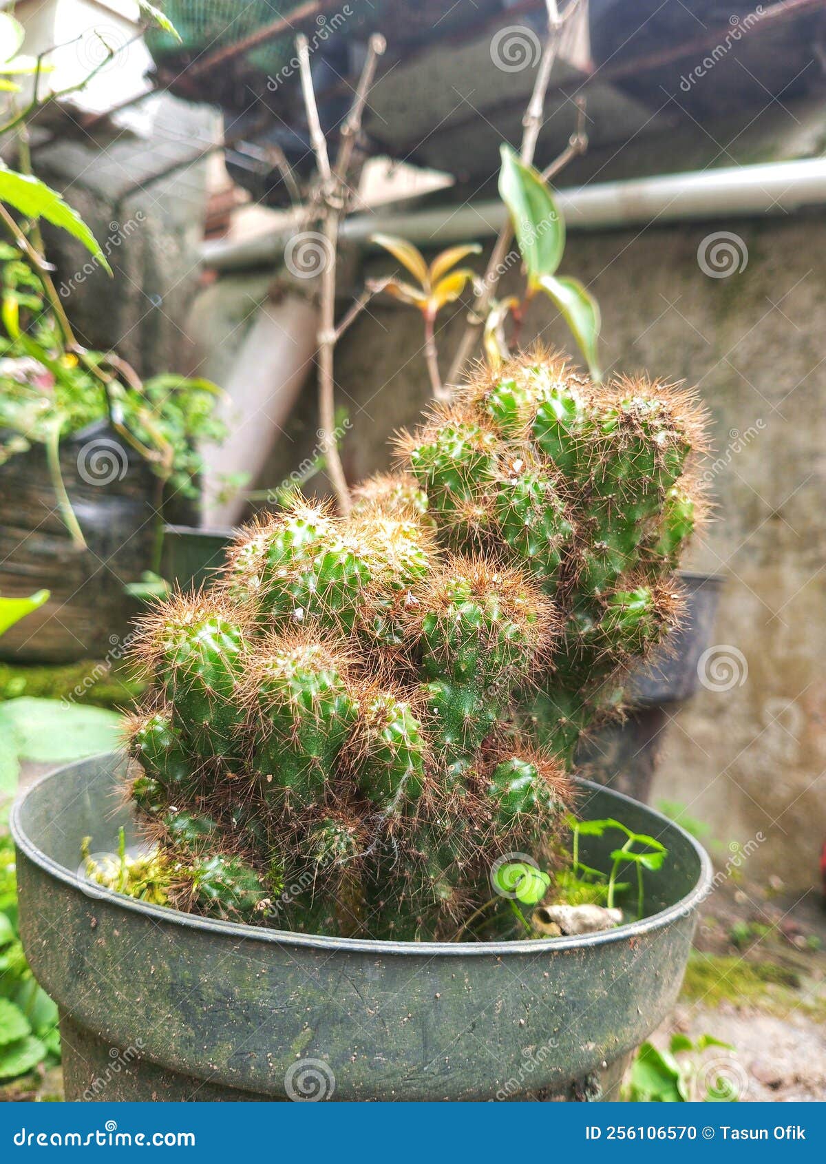Mini Size Coral Cactus Plant. Stock Photo - Image of coral, mini: 256106570