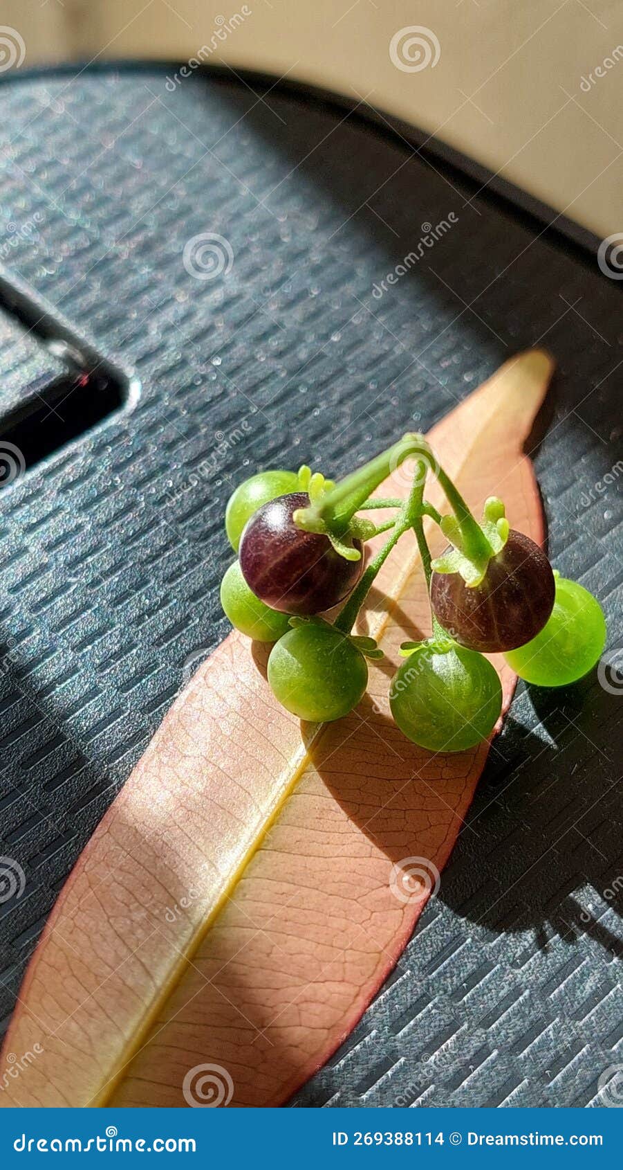 Mini Small Round Fruit Similar To Grapes Lying on the Office Table ...